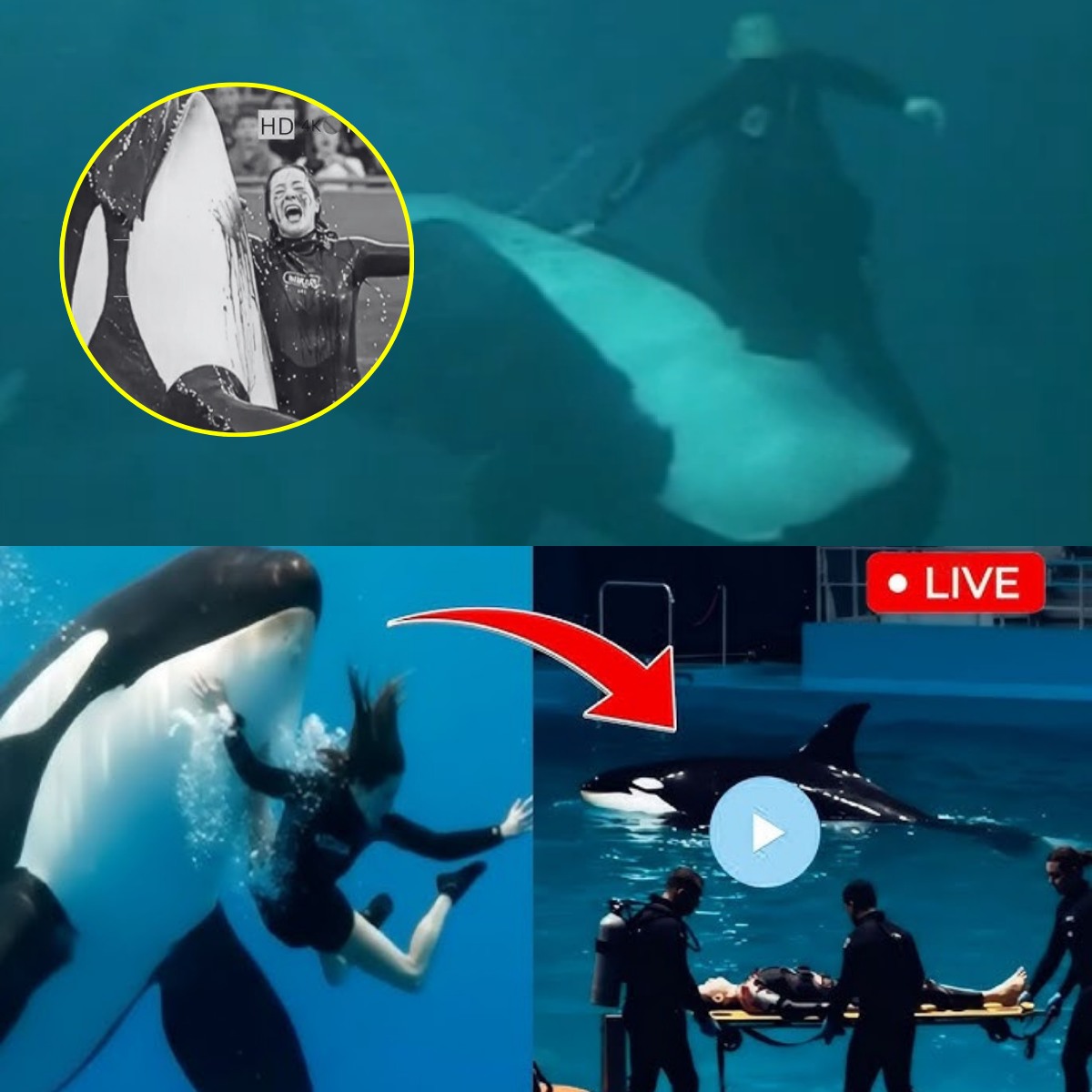Chilling footage reveals the tragic final moments of whale trainer ...